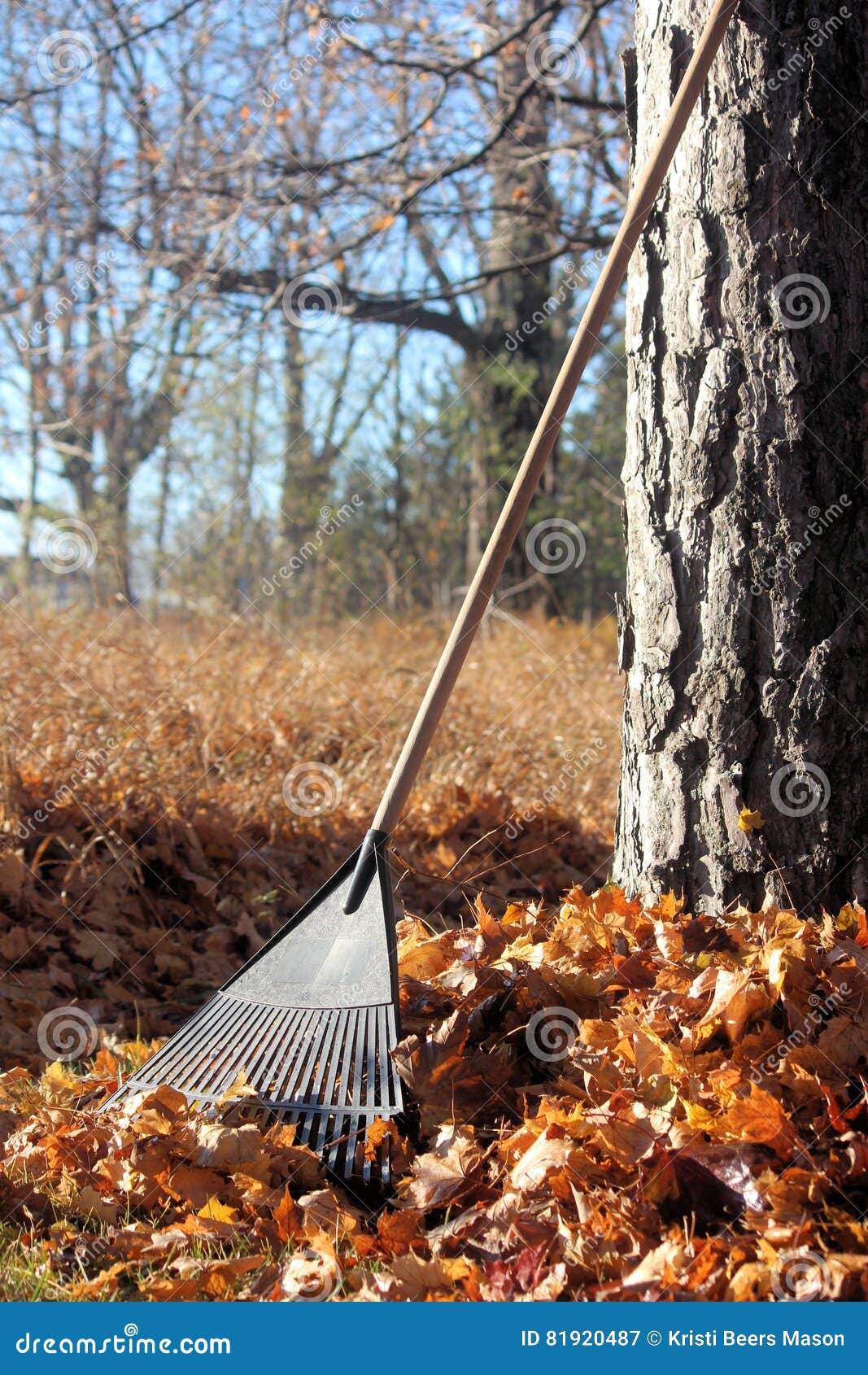 Rake Leaning Against a Tree Stock Image - Image of chores, exercise ...