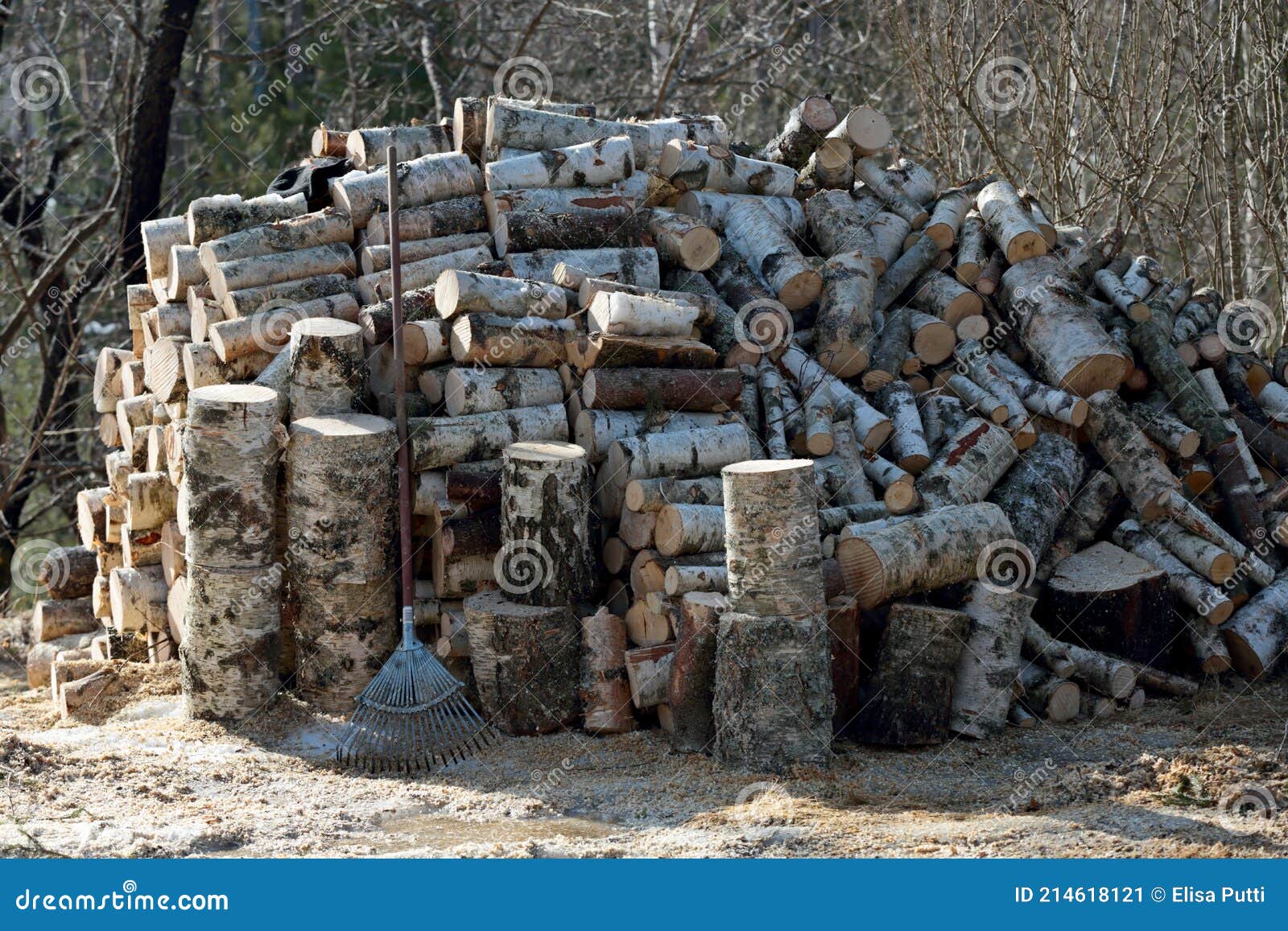 A Pile Of Logs Are Brought Down In A Row For A Wooden Floor. Stock ...