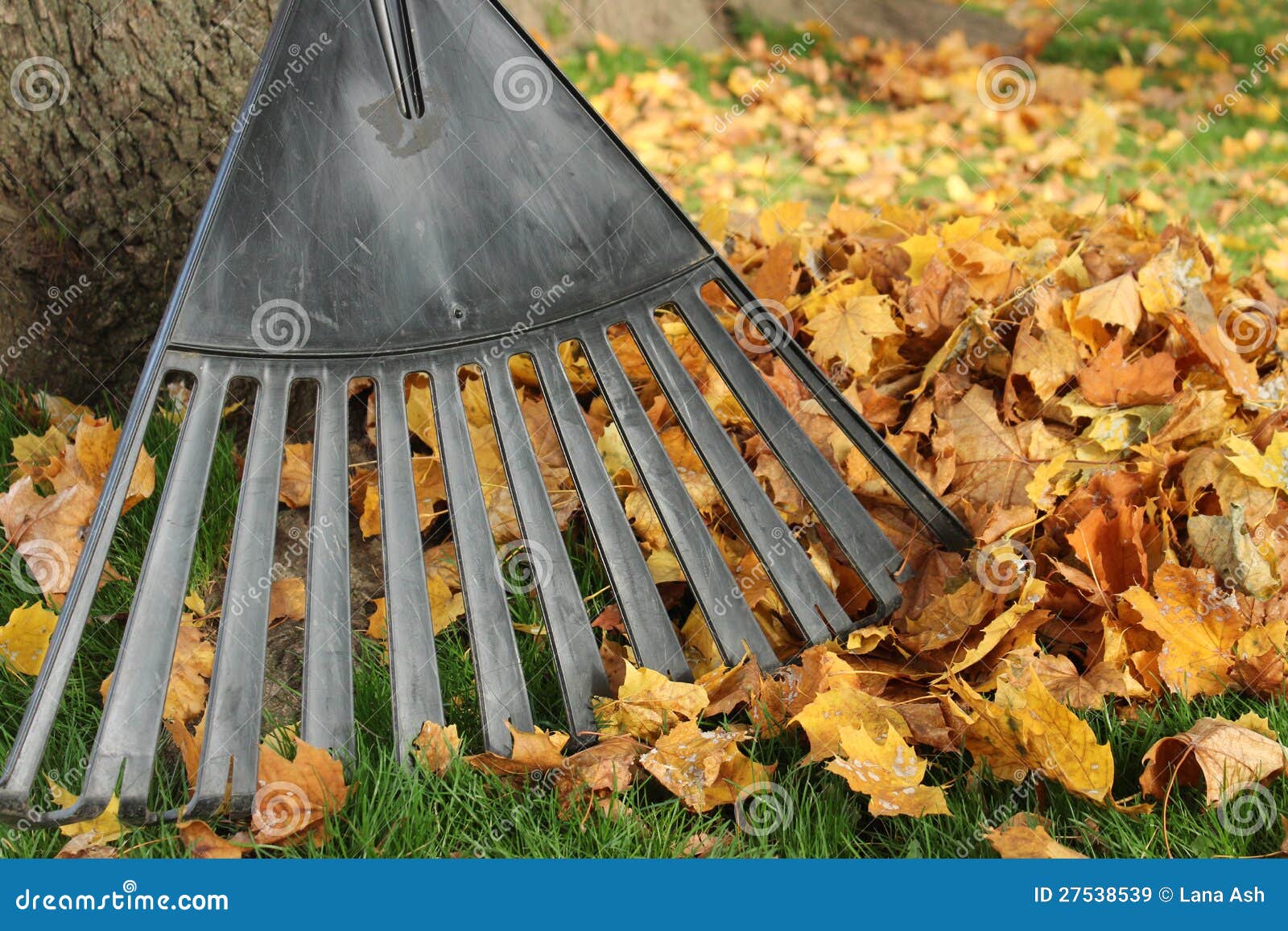 Rake Leaves stock image. Image of fallen, outdoors, grass - 27538539