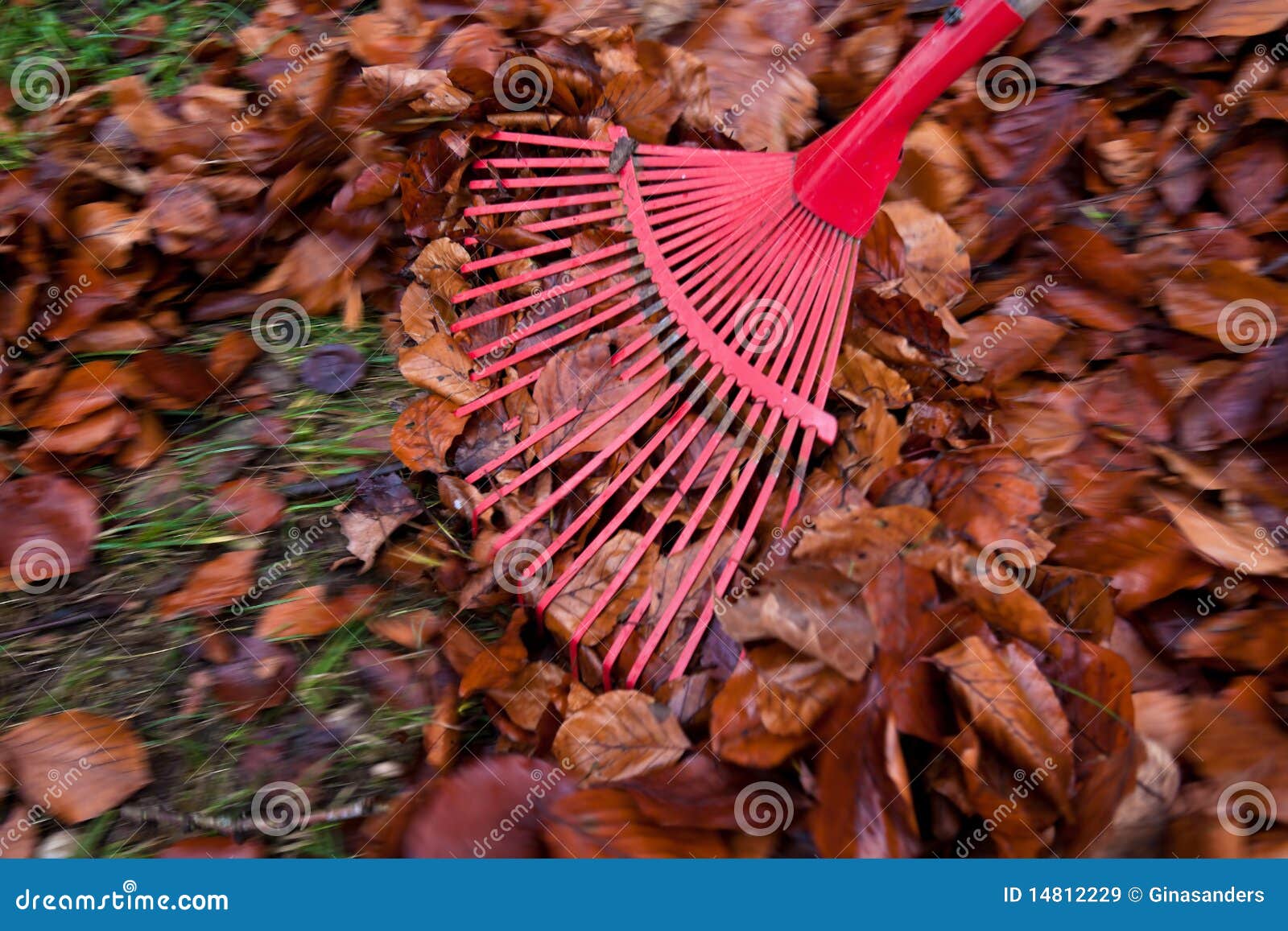 Rake leaves. Leaves stock image. Image of garden, falling - 14812229