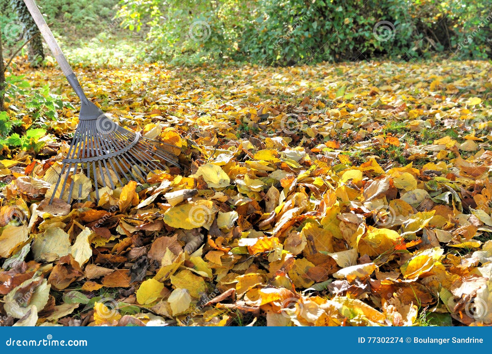 Rake in leaves stock photo. Image of yard, leaves, nature - 77302274