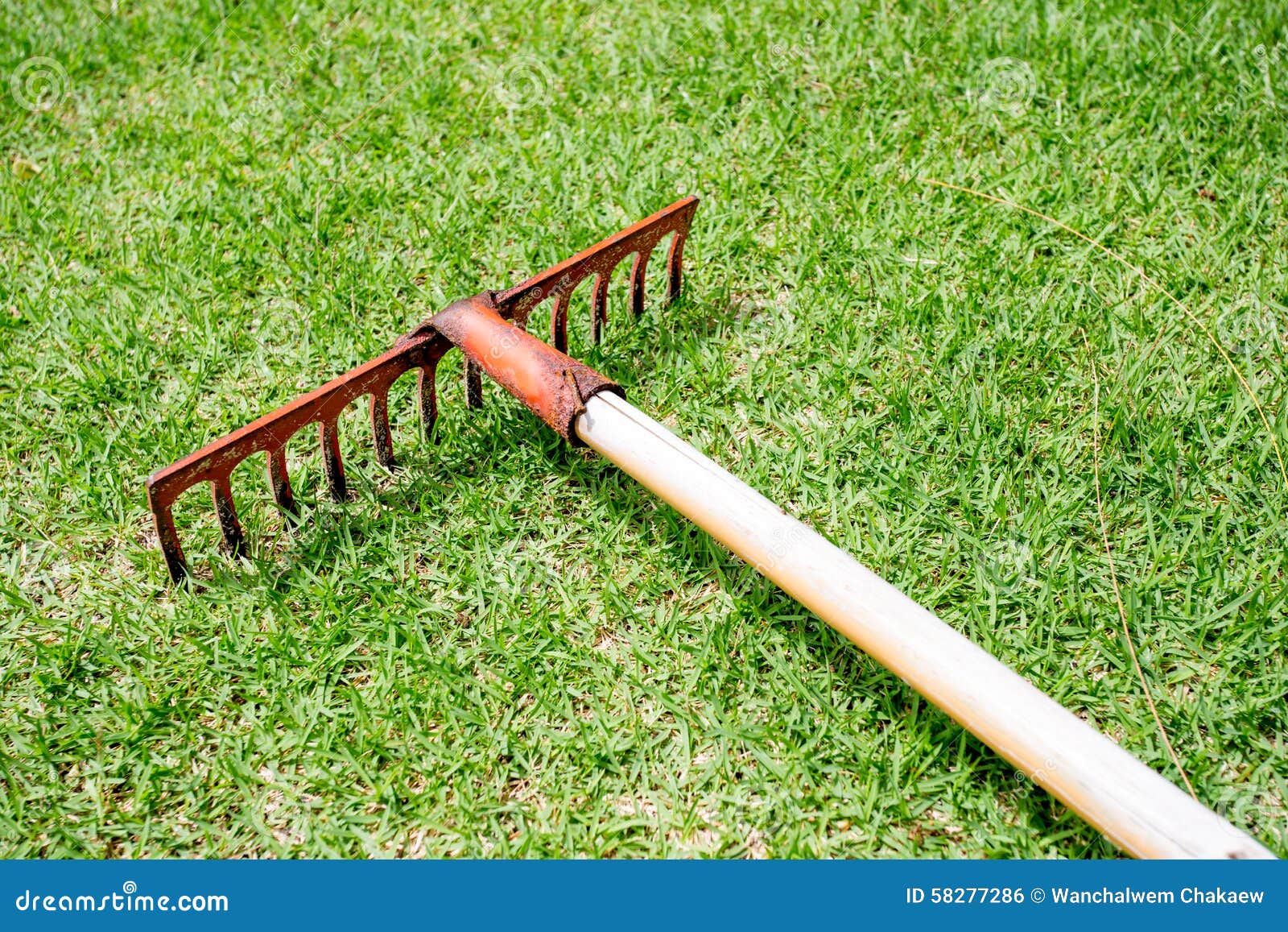 Rake Lying on Grass in the Golf Course Stock Photo - Image of leaf ...