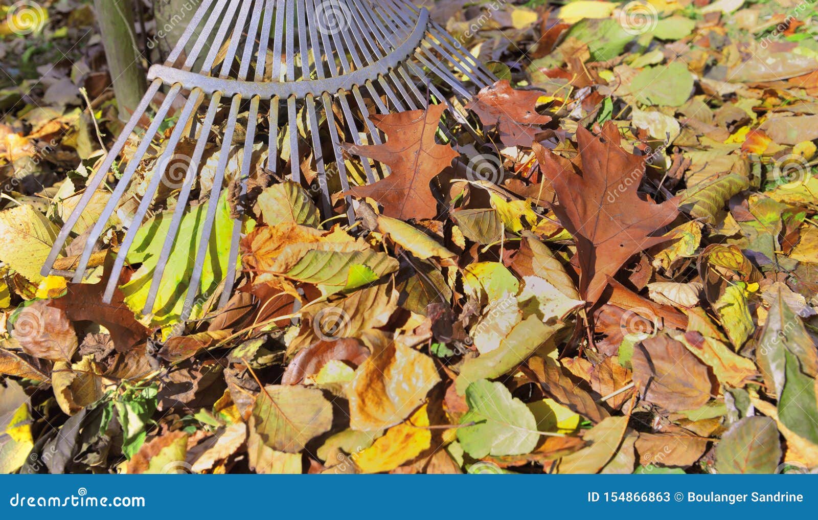 Rake in a Pile of Autumnal Leaves in a Garden Stock Image - Image of ...