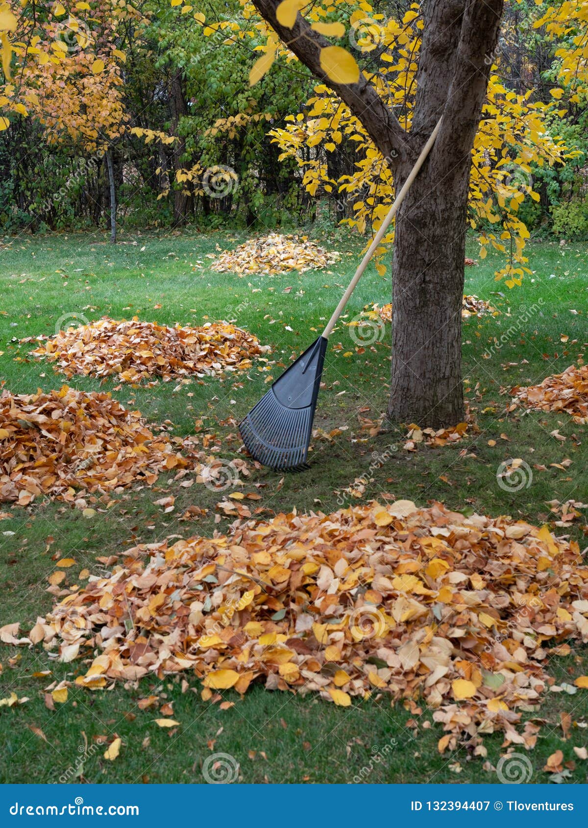 Rake Resting Against a Tree with Leaf Piles Stock Image - Image of ...