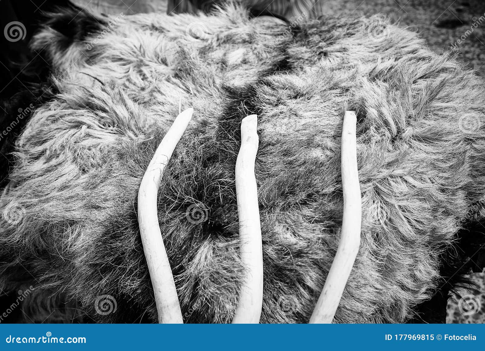 Rake skin stock image. Image of white, black, fluffy - 177969815