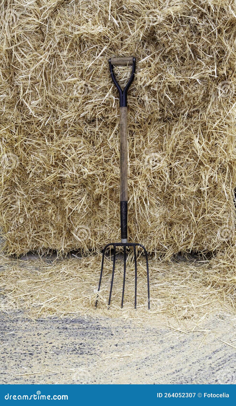 Rake in the straw stock image. Image of stacking, field - 264052307