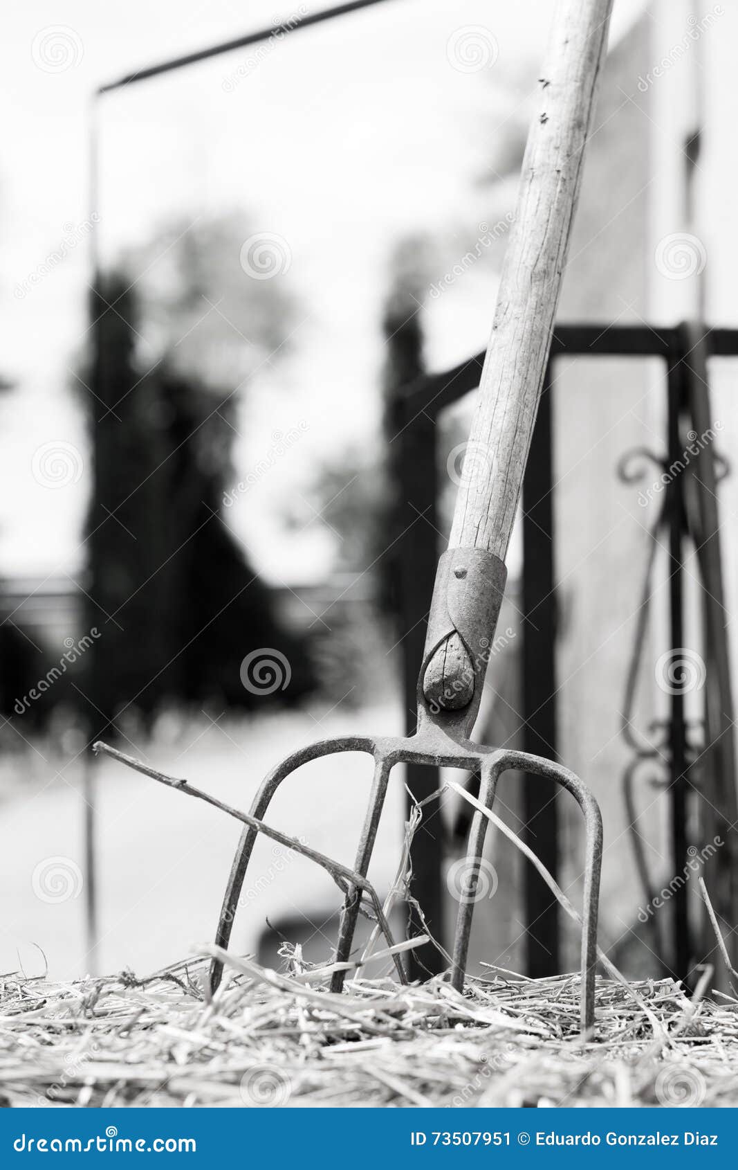 Rake stuck in the straw stock image. Image of feed, meadow - 73507951