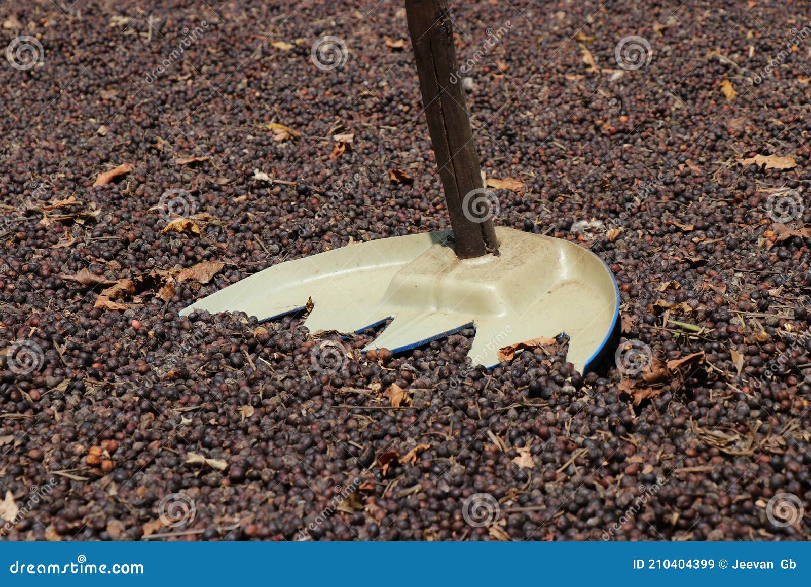Rake Tool Used in Coffee Works. Sun Drying Robusta Coffee with Rake ...