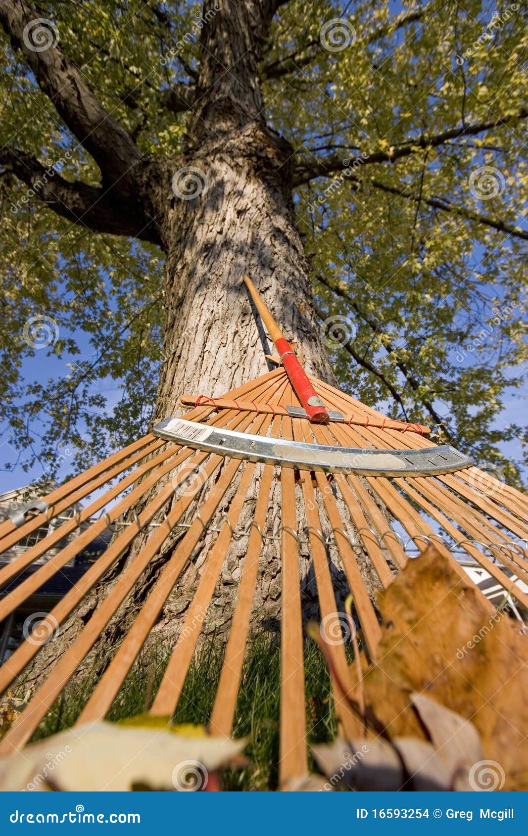 Rake and Tree stock photo. Image of work, clean, leaves - 16593254