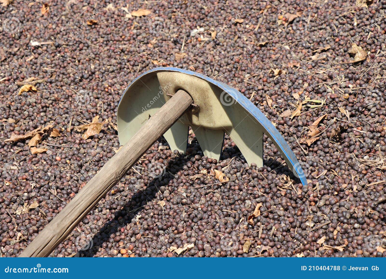 Rake Which is Used in Harvesting Coffee. Robusta Coffee Beans Kept for ...
