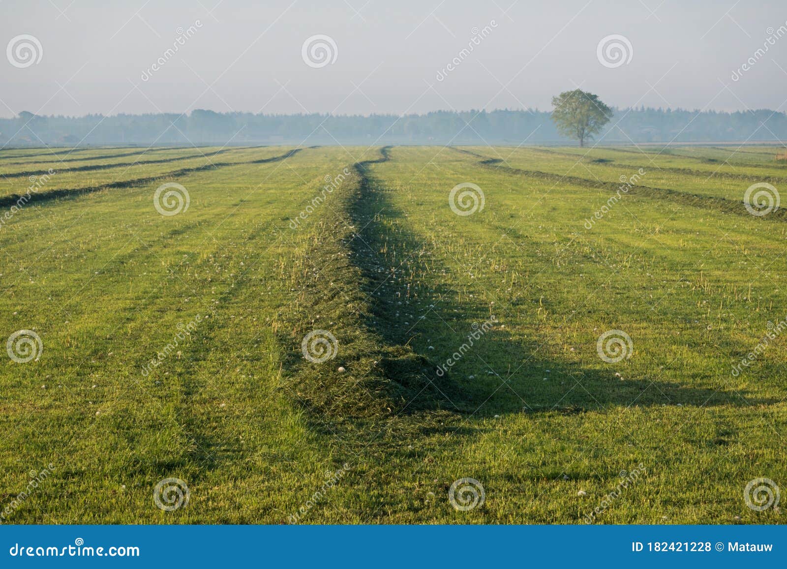 Raked mown grass stock photo. Image of green, windrowing - 182421228