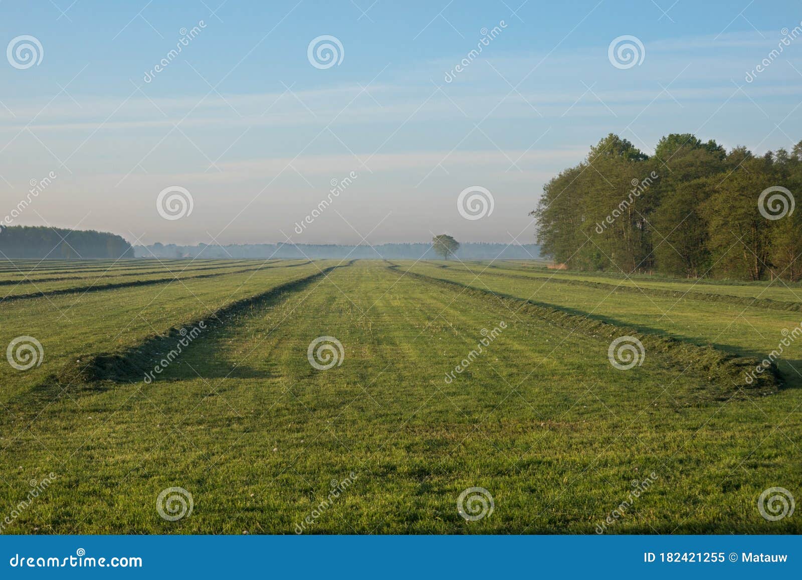 Raked mown grass stock image. Image of agriculture, country - 182421255