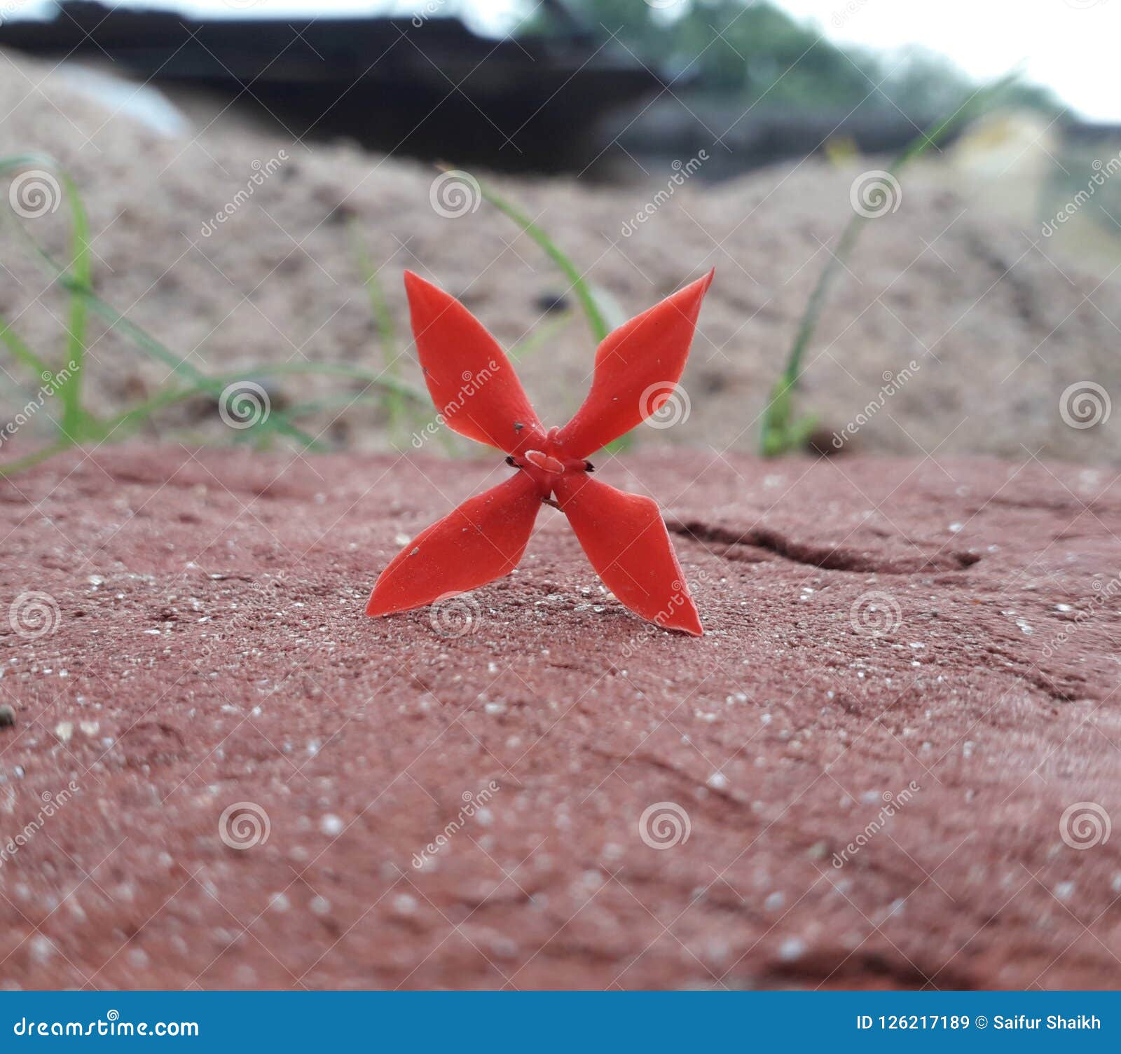 Rakhi flower stock image. Image of flower, rakhi, flowers - 126217189