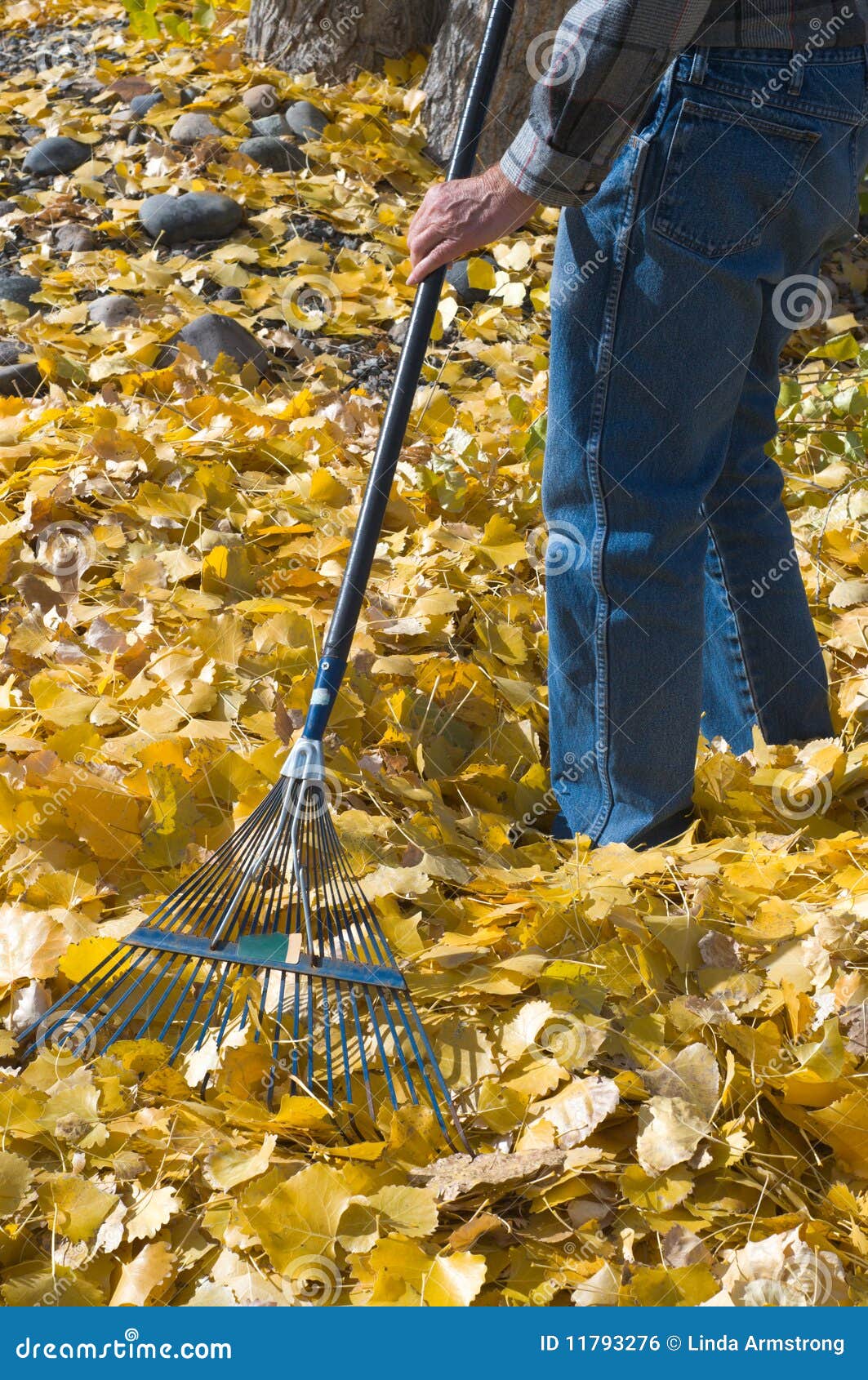 Raking stock photo. Image of fall, raking, senior, autumn - 11793276