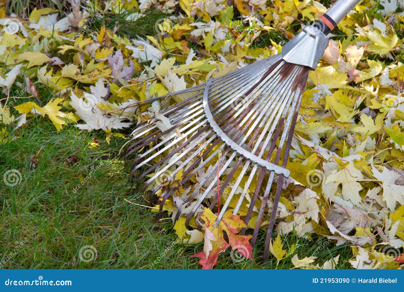 Raking autumn foliage stock photo. Image of seasonal - 21953090