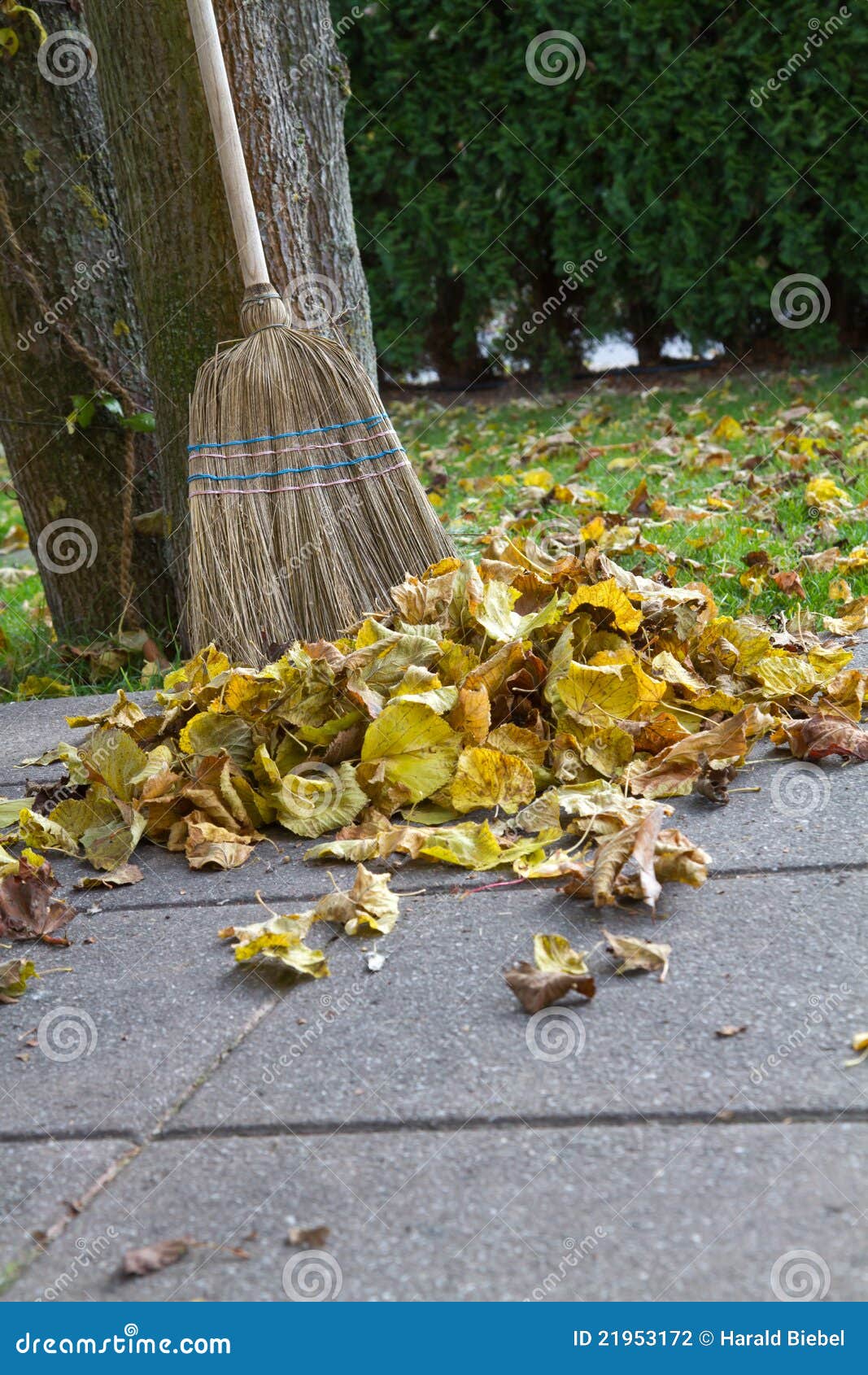 Raking autumn foliage stock photo. Image of tree, straw - 21953172