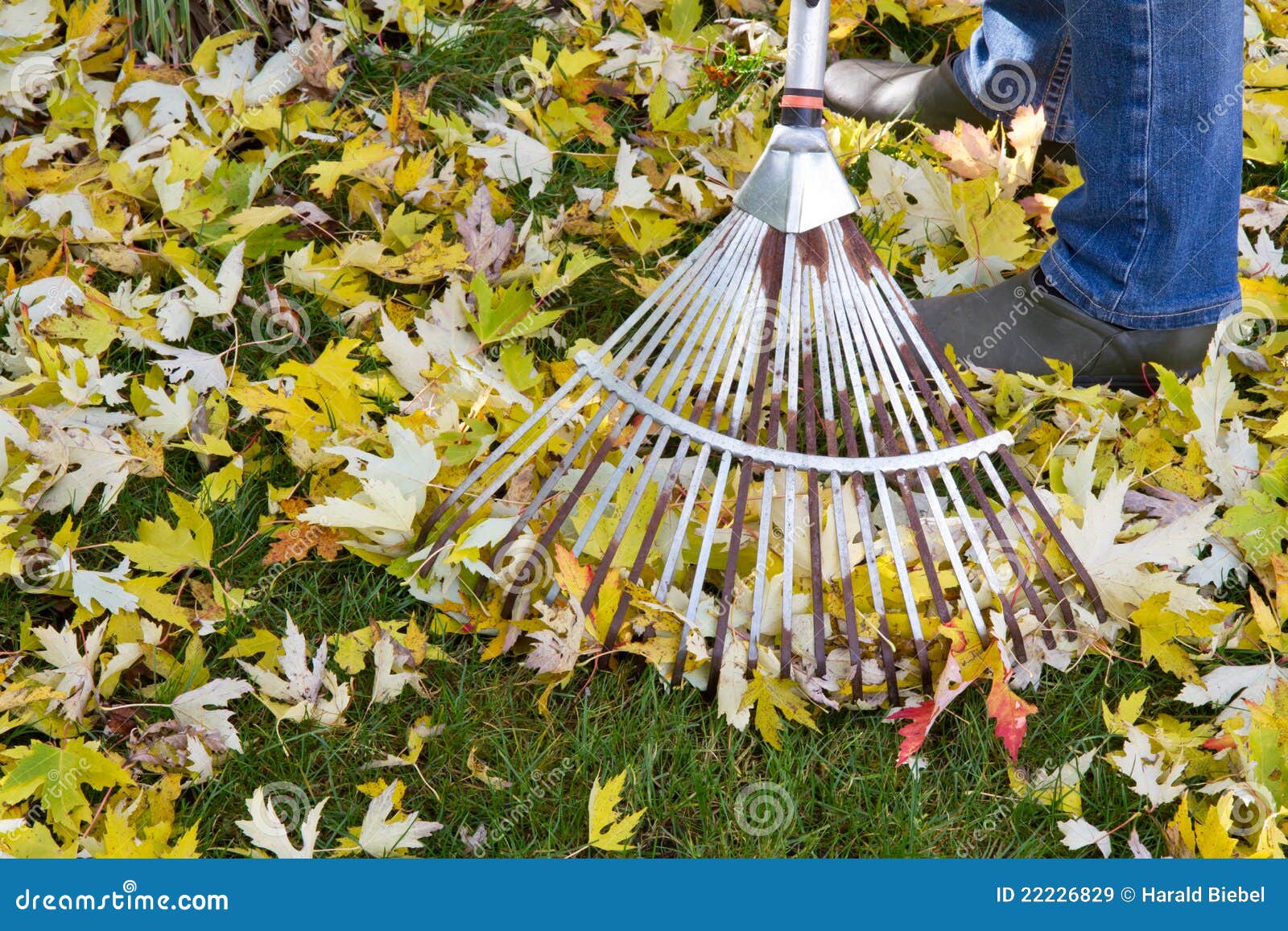 Raking autumn foliage stock image. Image of gardening - 22226829