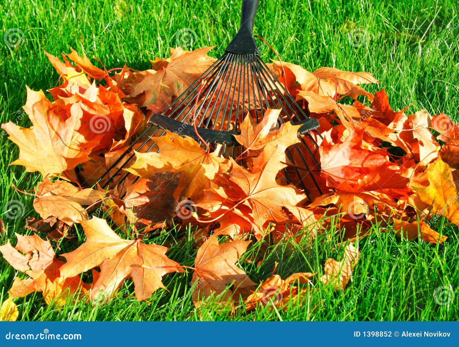 Raking the autumn leaves stock photo. Image of change - 1398852