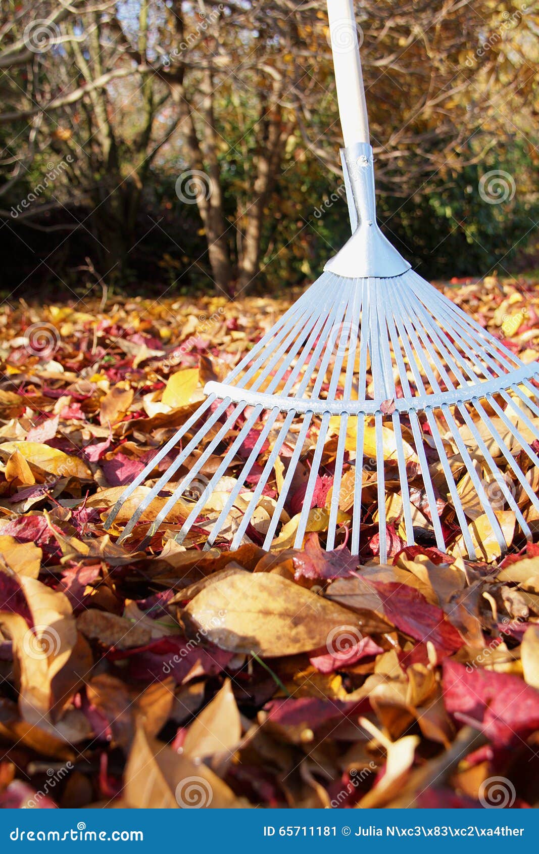 Raking autumn leaves stock image. Image of landscaping - 65711181
