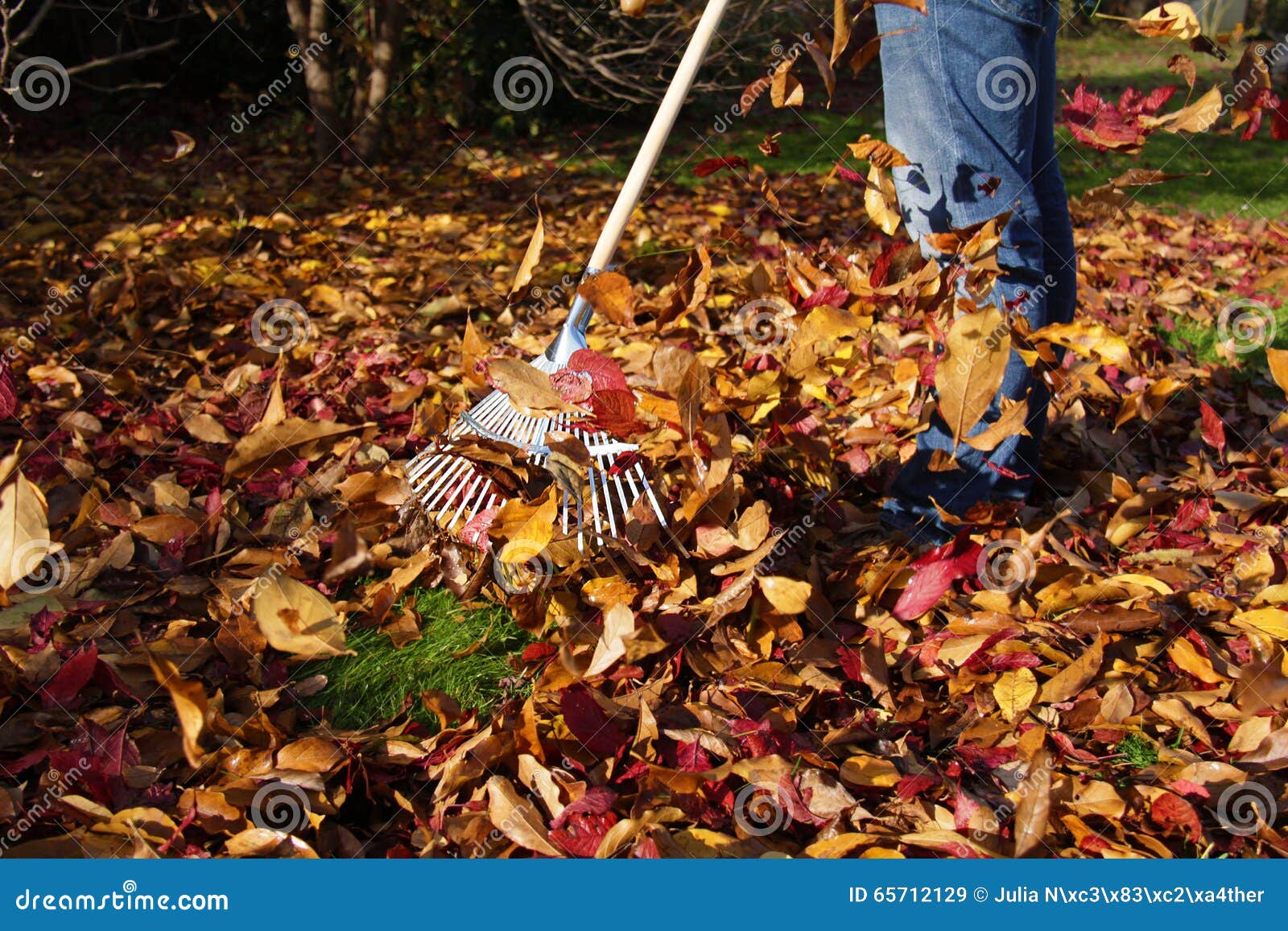Raking autumn leaves stock image. Image of rake, season - 65712129