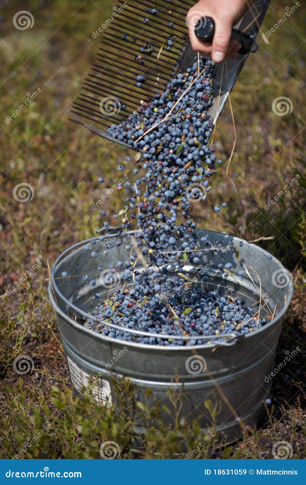 Raking Blueberries stock image. Image of farm, farmed - 18631059