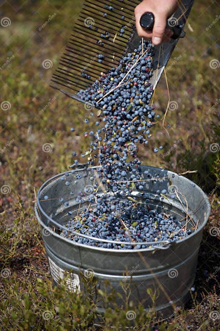 Raking Blueberries stock image. Image of farm, farmed - 18631059