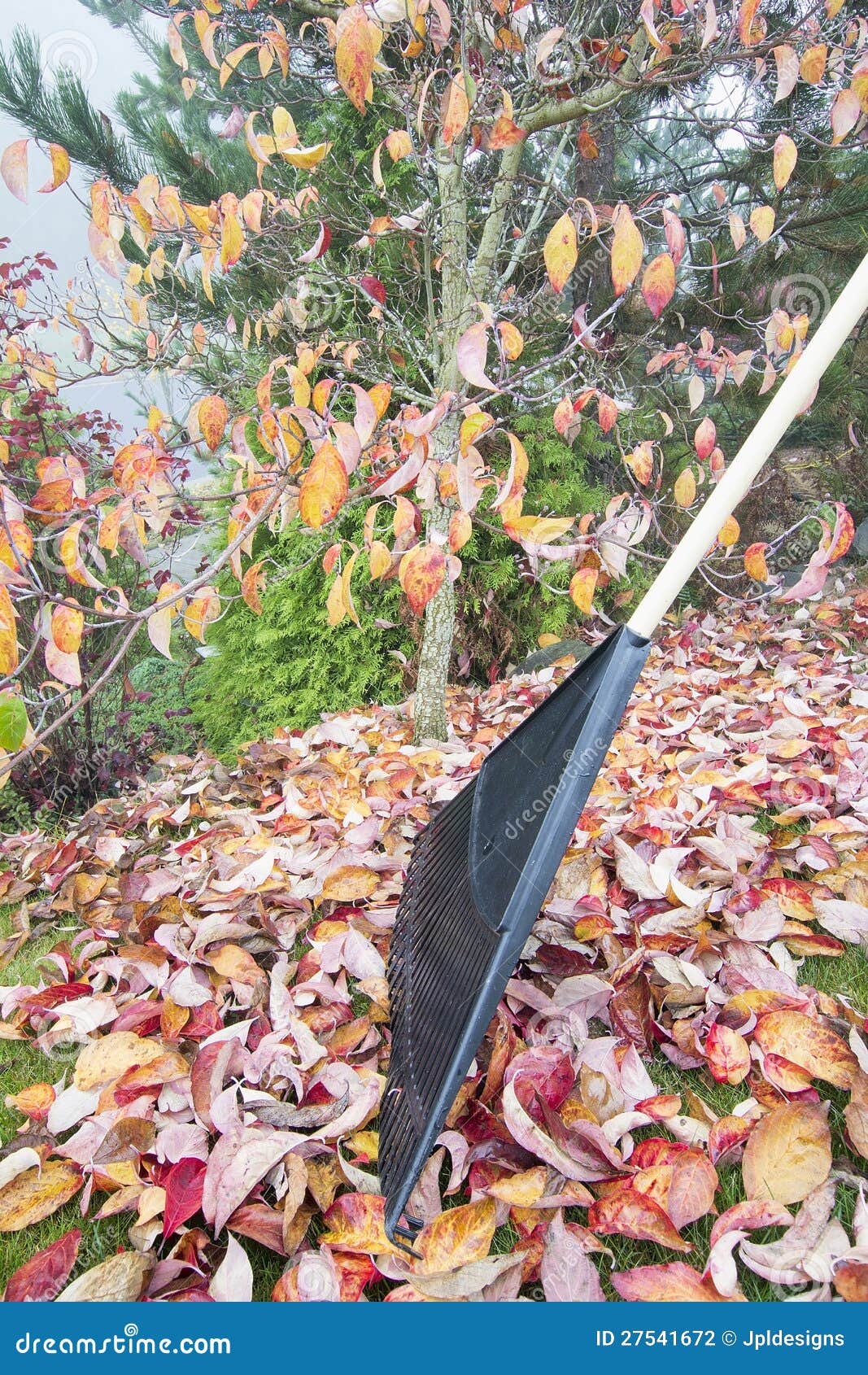 Raking Fall Leaves in Garden Vertical Side View Stock Photo - Image of ...