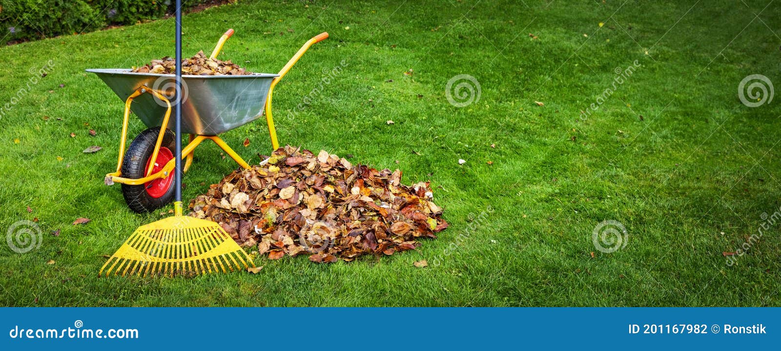 Raking Fallen Autumn Leaves from Backyard Lawn. Copy Space Stock Photo ...