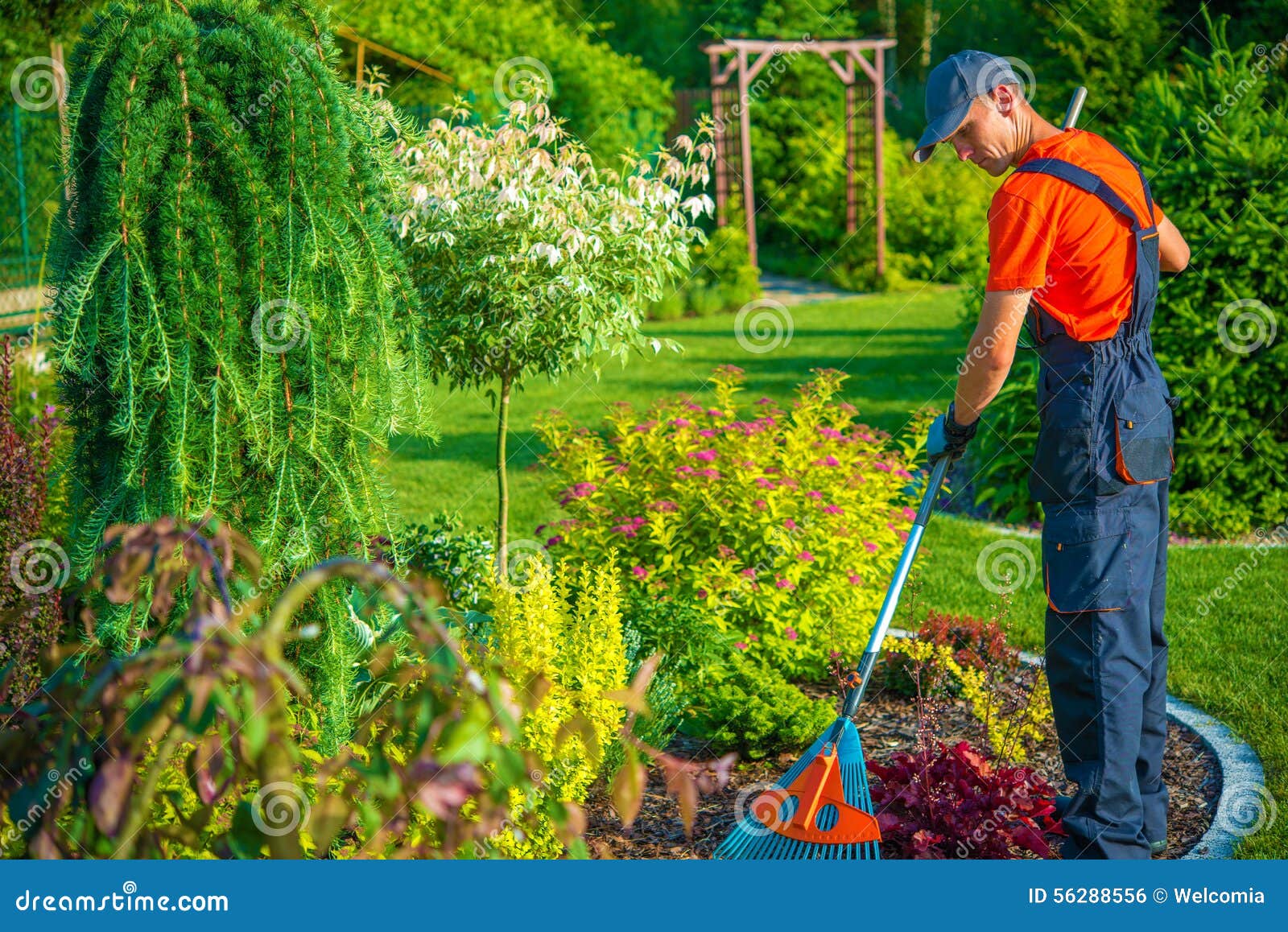Raking in the Garden stock photo. Image of plants, service - 56288556