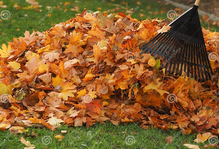 Raking leaf pile stock image. Image of maple, rake, leaf - 45856201