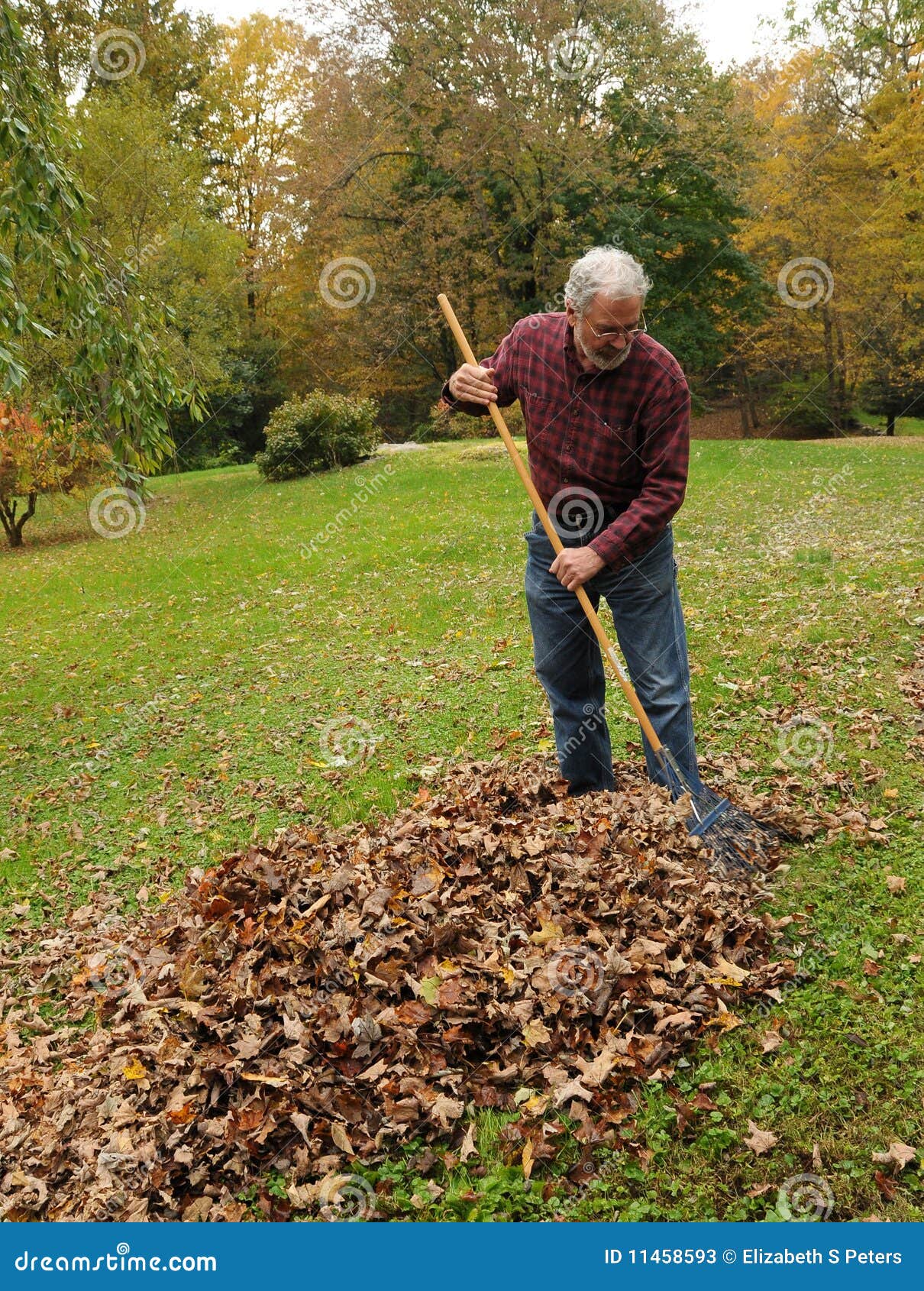 Raking Leaves stock image. Image of raking, autumn, senior - 11458593
