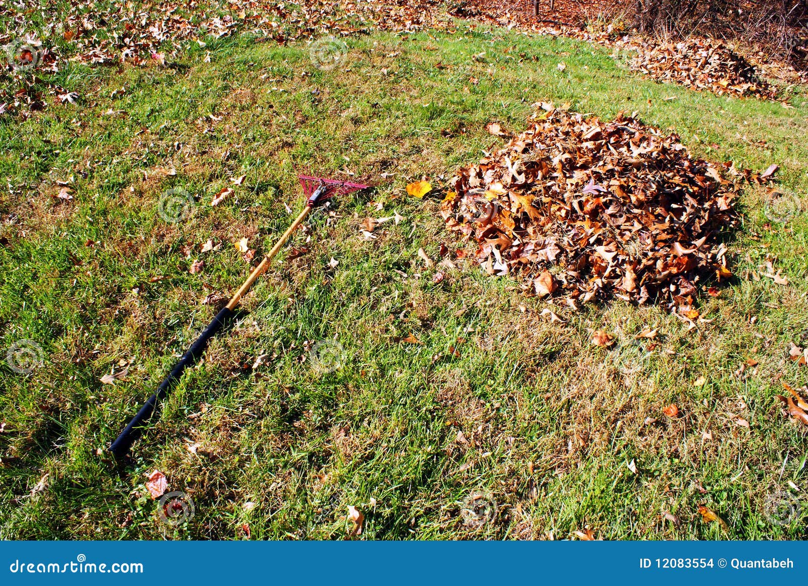 Raking leaves stock photo. Image of green, autumn, fall - 12083554