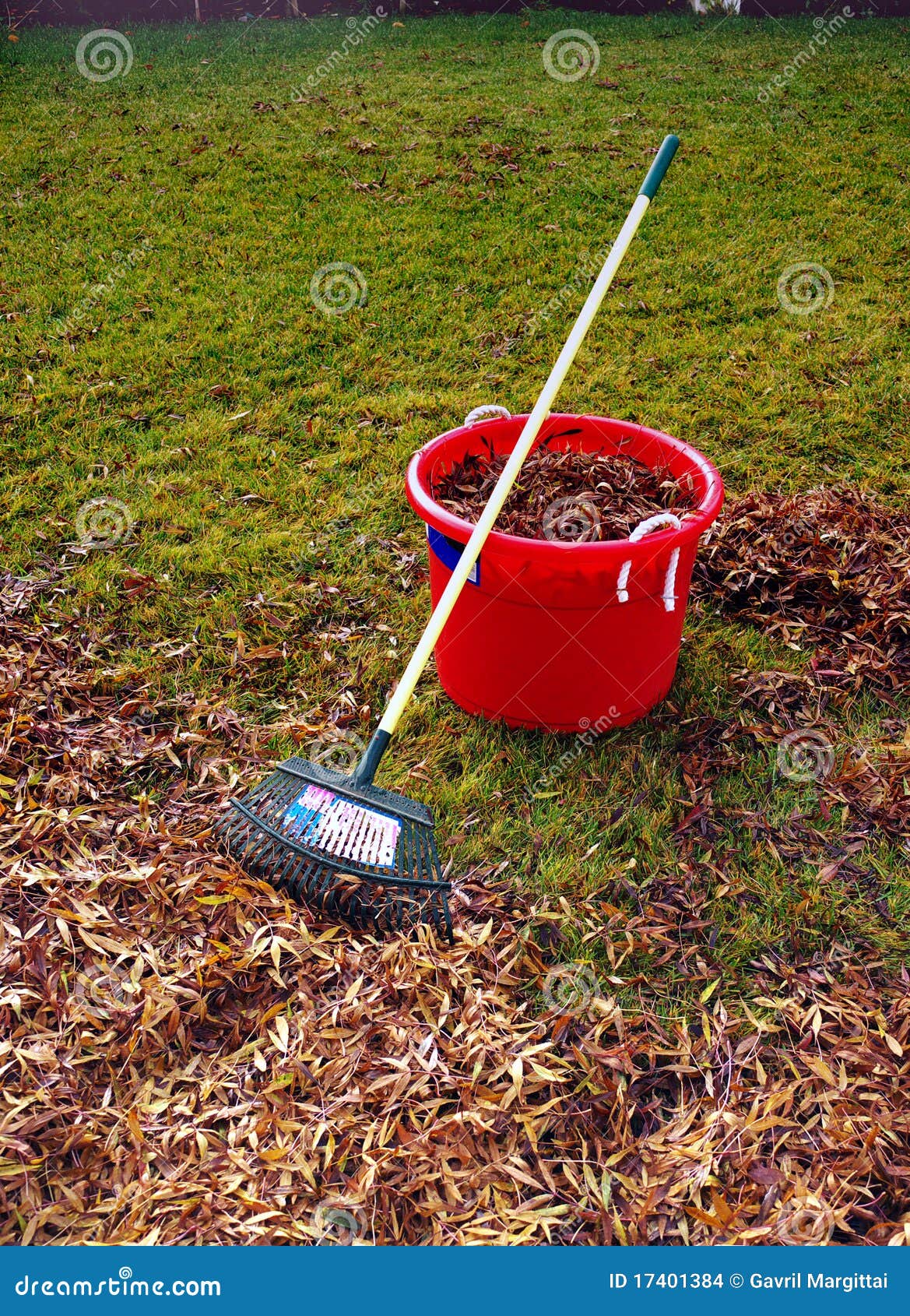 Raking leaves stock photo. Image of yellow, autumn, barrel - 17401384