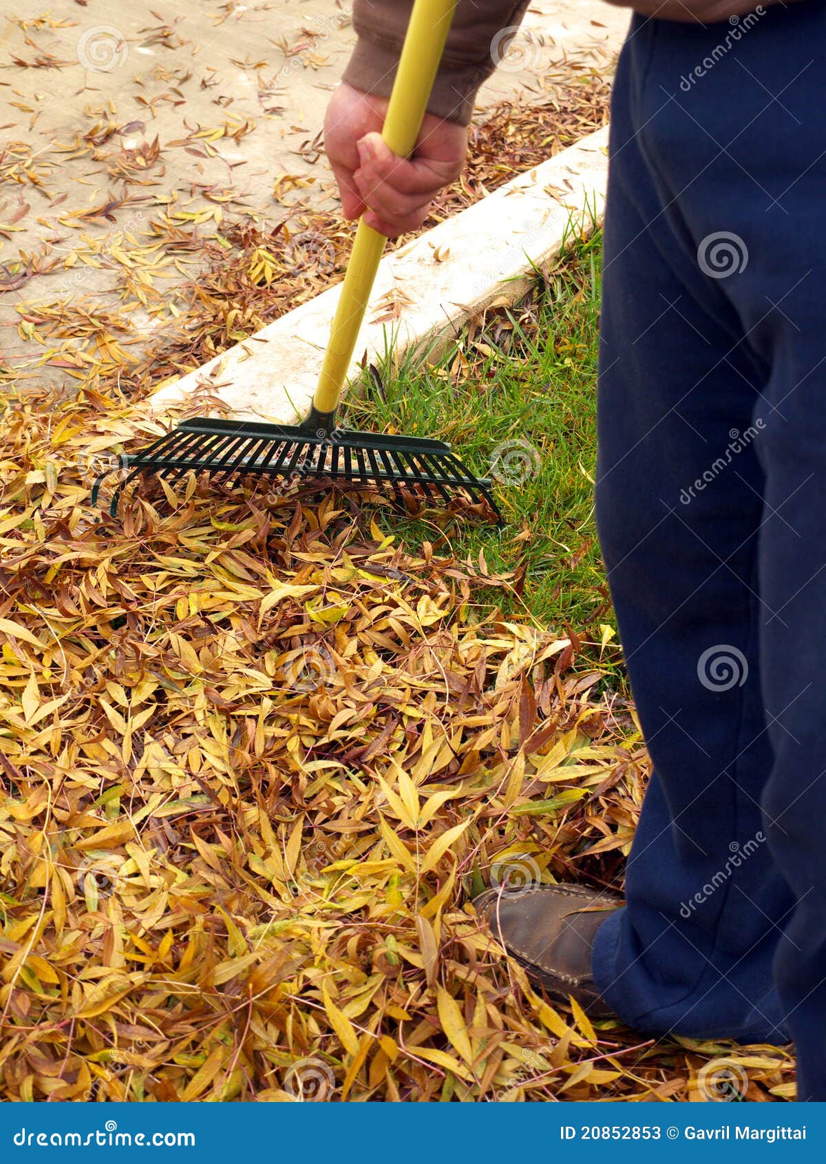 Raking the leaves stock image. Image of yard, work, concrete - 20852853