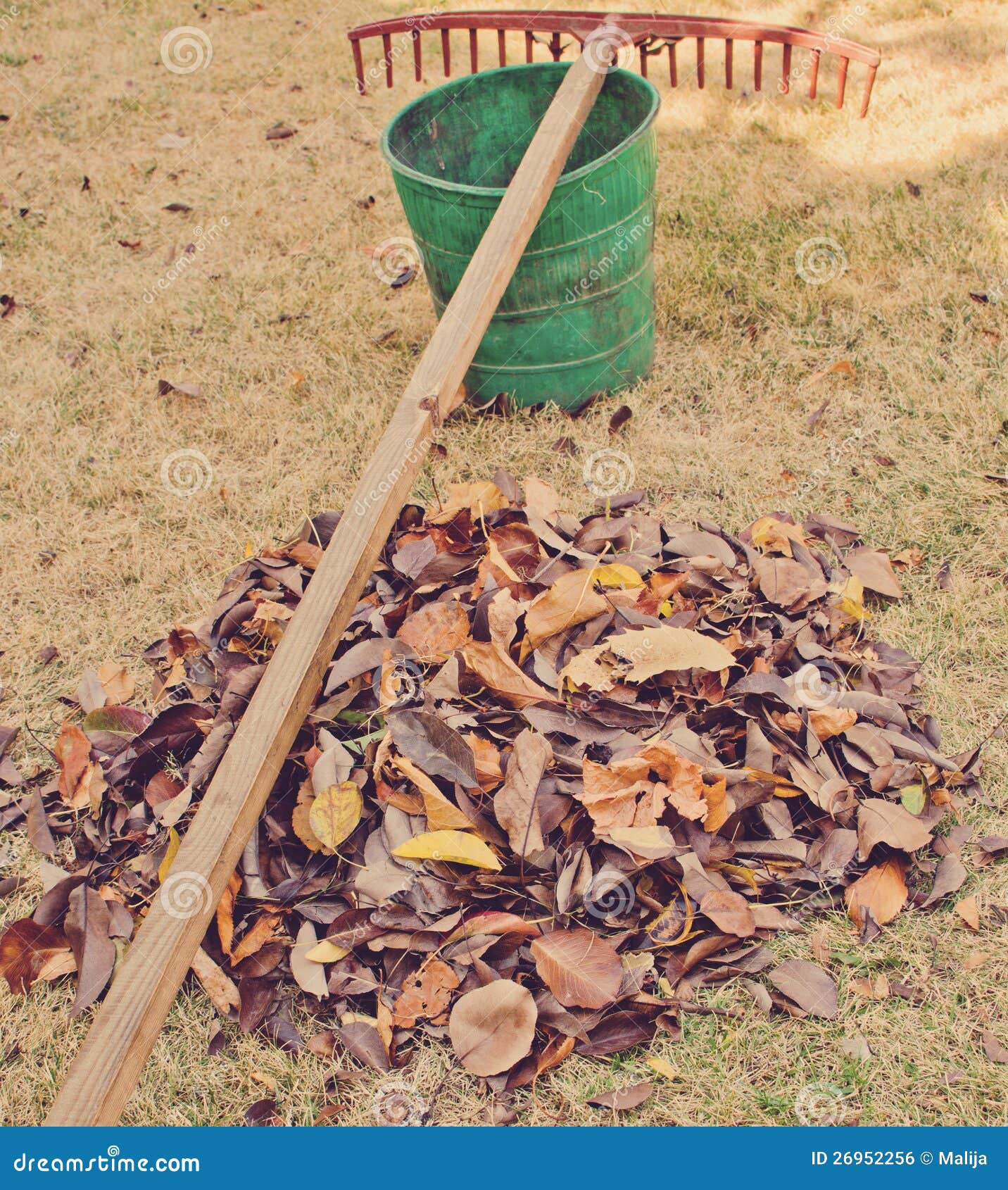 Raking the leaves stock photo. Image of brushes, gold - 26952256