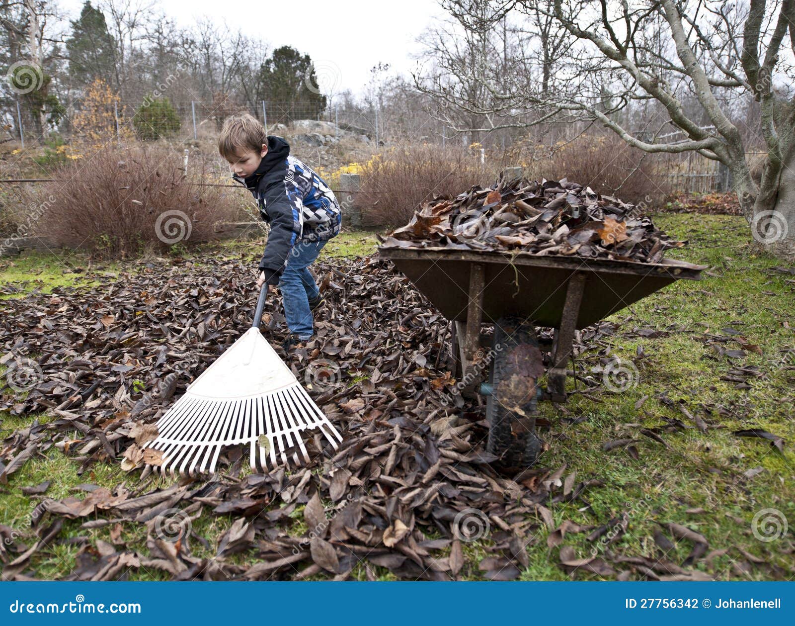 Raking leaves stock photo. Image of lawn, outdoors, stack - 27756342