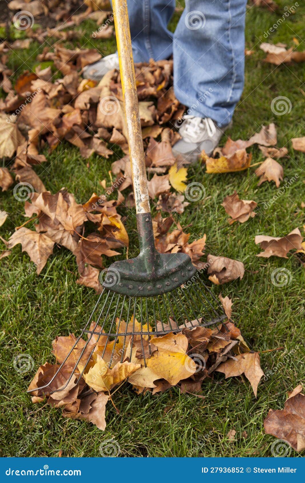 Raking Leaves stock photo. Image of fall, brown, green - 27936852