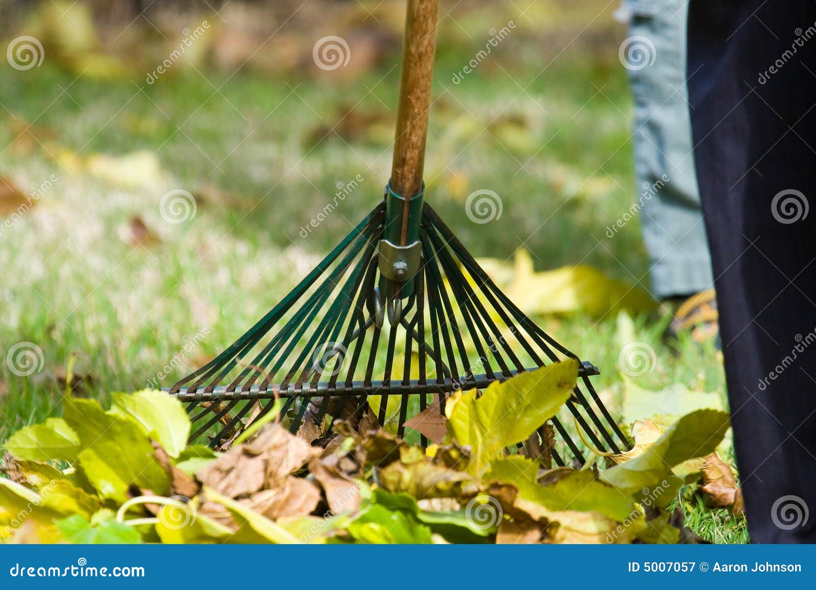 Raking Leaves stock image. Image of landscape, colors - 5007057