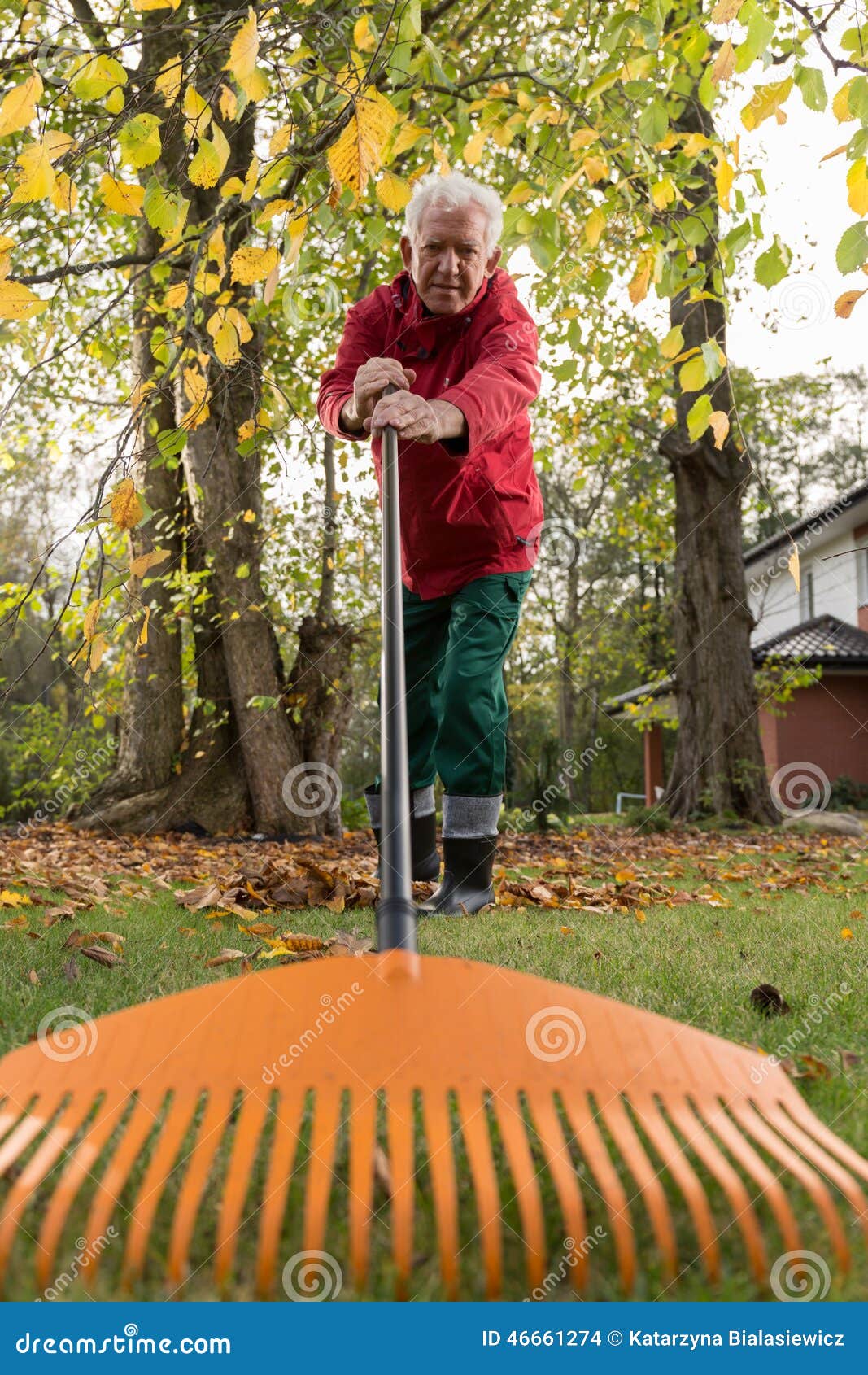 Raking leaves stock photo. Image of person, hold, light - 46661274