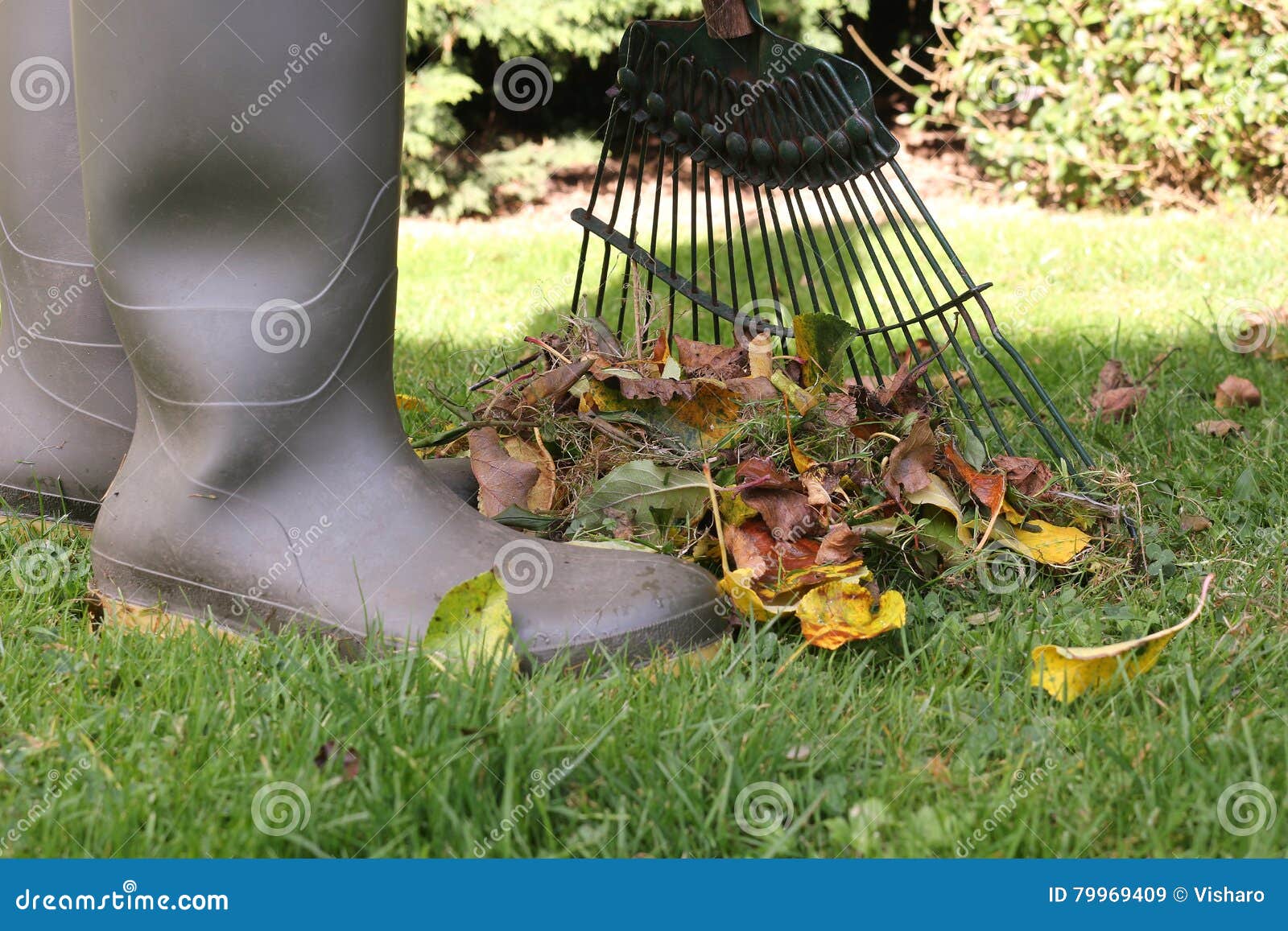 Raking Leaves stock image. Image of chores, autumnal - 79969409
