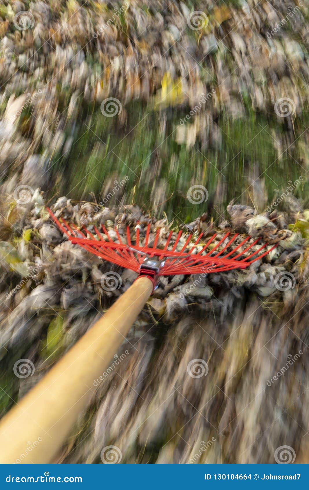 Raking Leaves Fast stock photo. Image of collect, backyard - 130104664