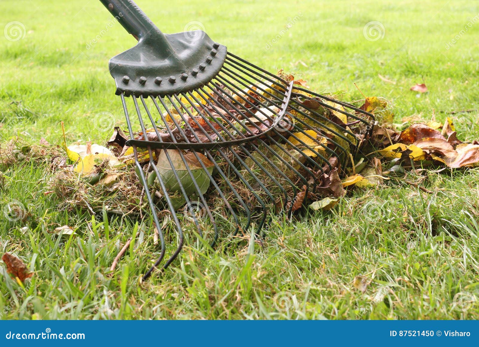 Raking Leaves stock photo. Image of rake, leaf, lawn - 87521450