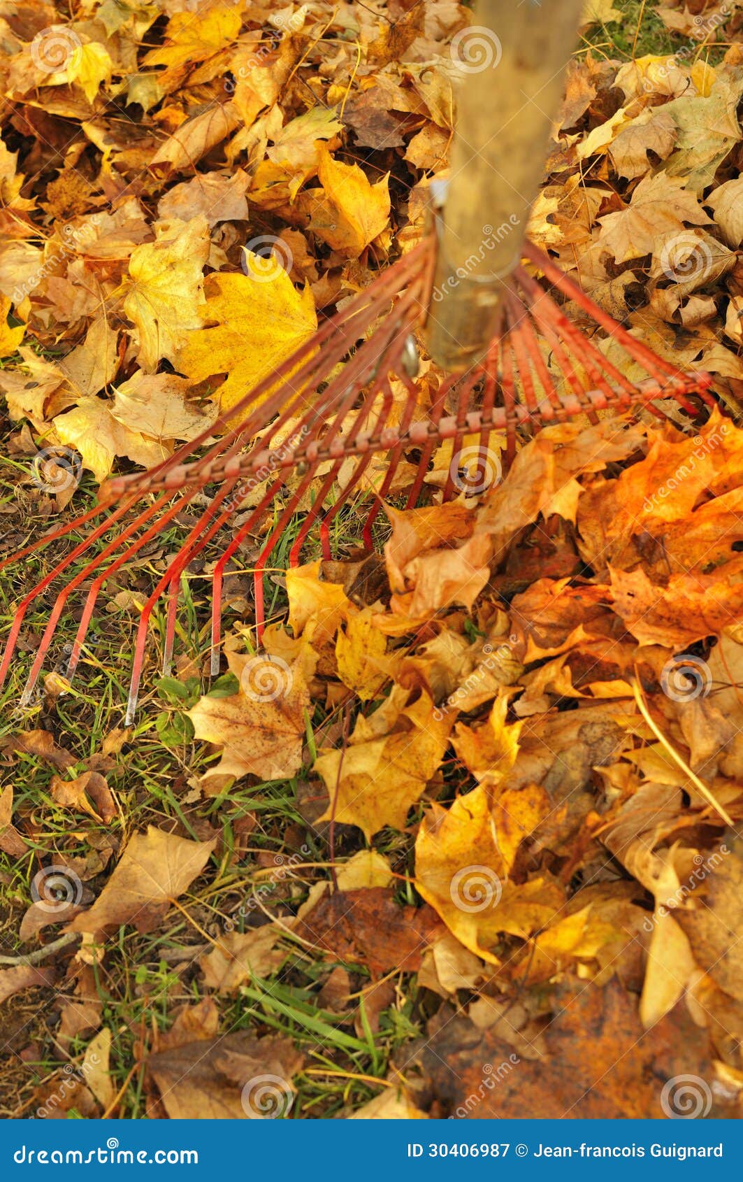 Raking leaves stock image. Image of leaves, branch, autumn - 30406987