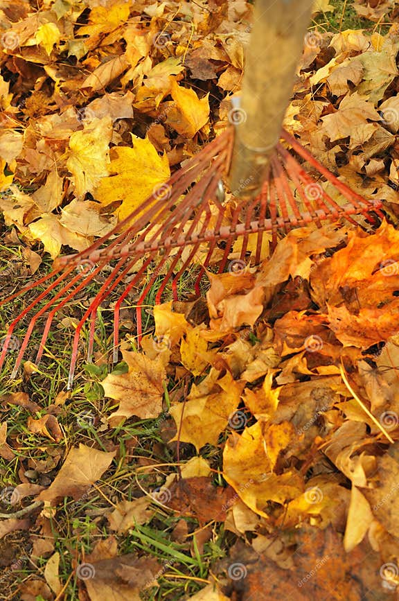 Raking leaves stock image. Image of leaves, branch, autumn - 30406987