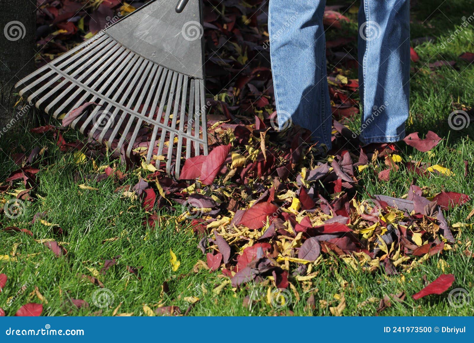 Raking Leaves in Yard during the Fall Stock Photo - Image of garbage ...
