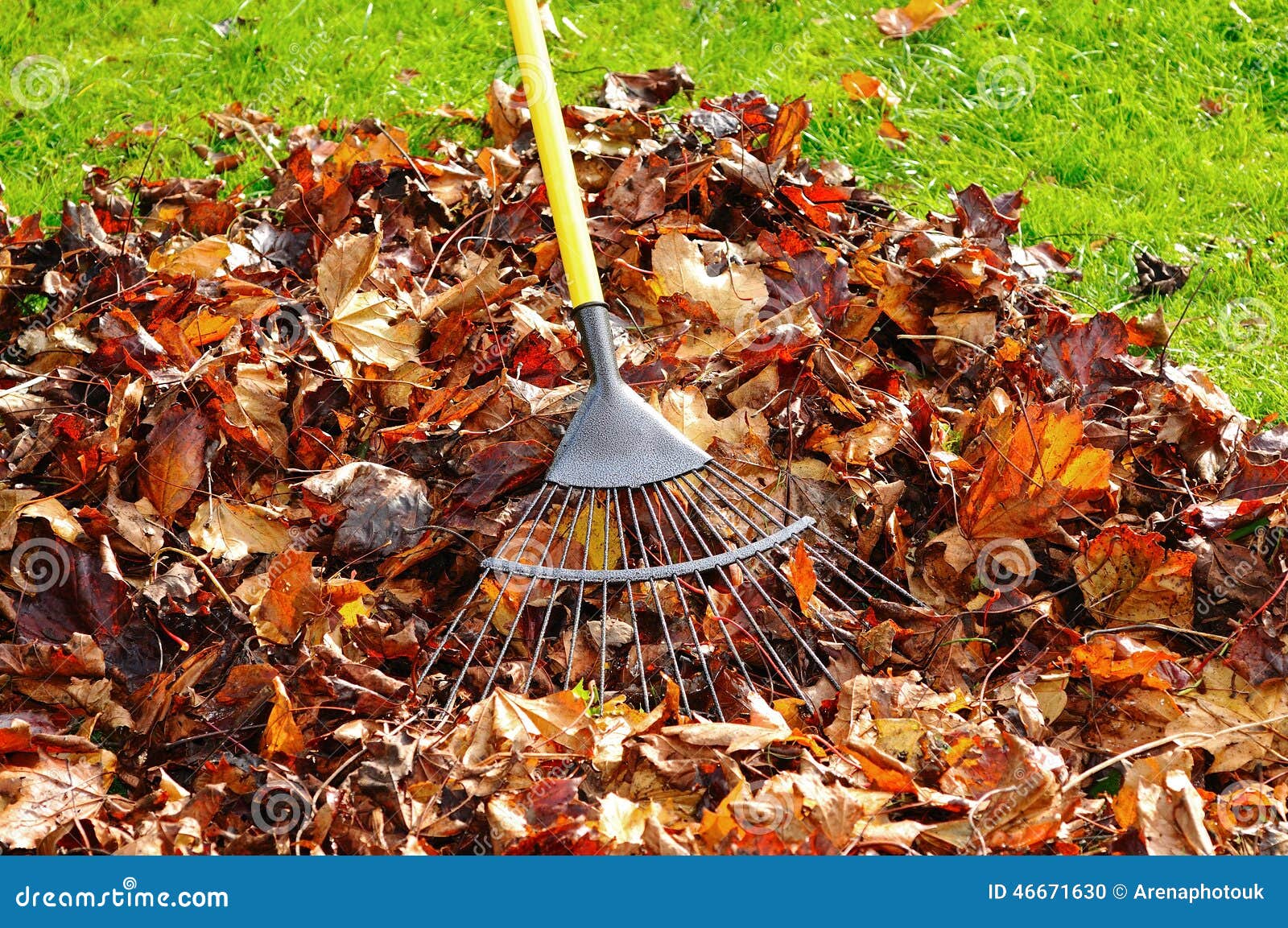 Raking up Autumn leaves. stock photo. Image of european - 46671630