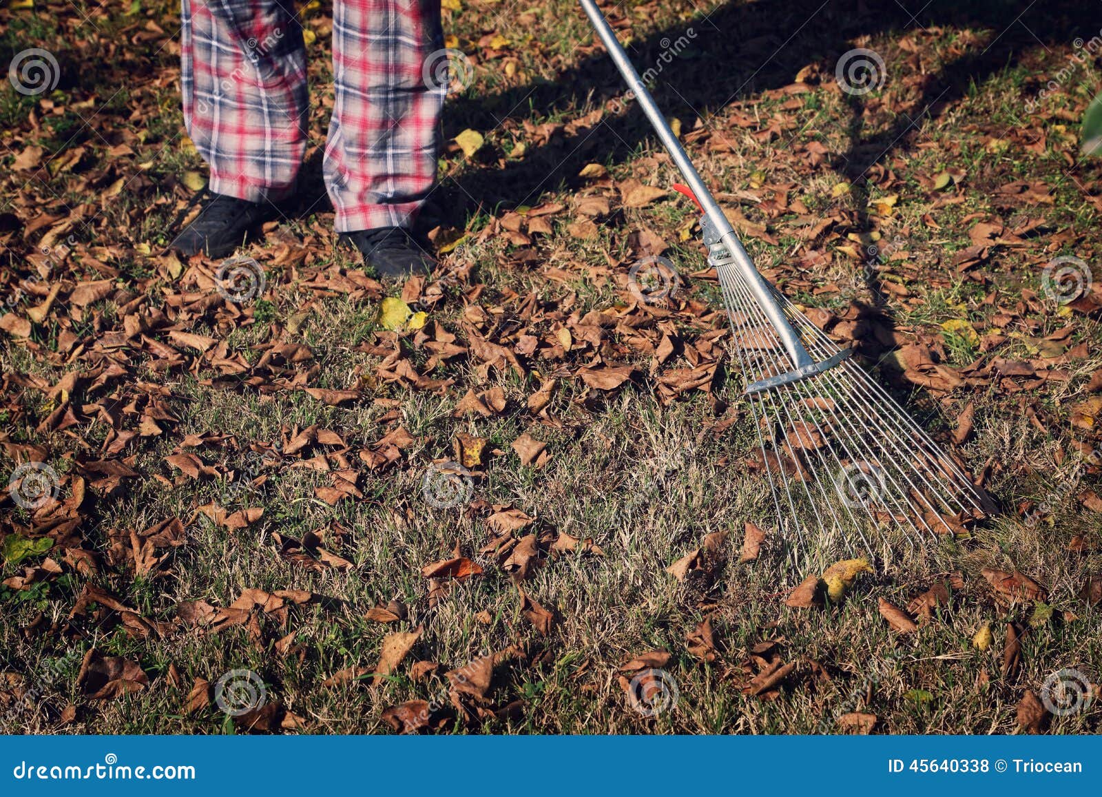 Raking the Yard stock photo. Image of grass, autumn, cleaning - 45640338