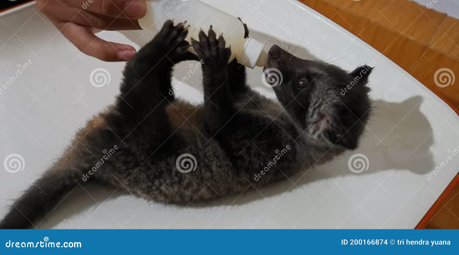 Rakon with milk stock photo. Image of animal, mammal - 200166874