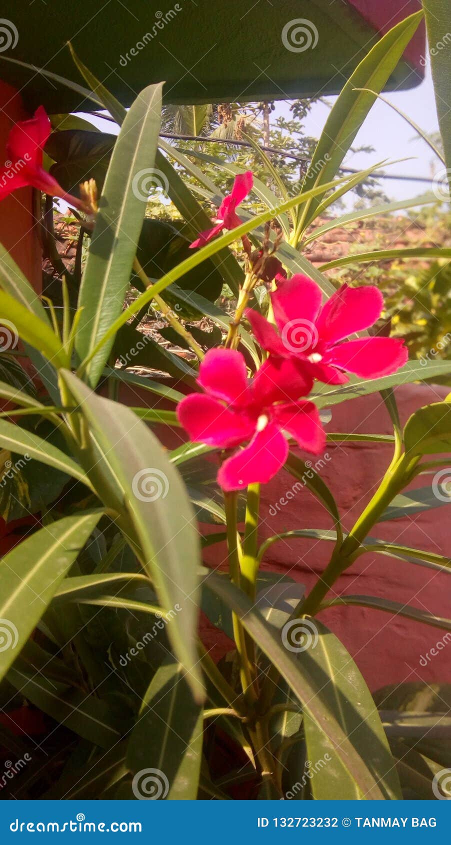 Rakta karabi stock photo. Image of rakta, flower, blood - 132723232