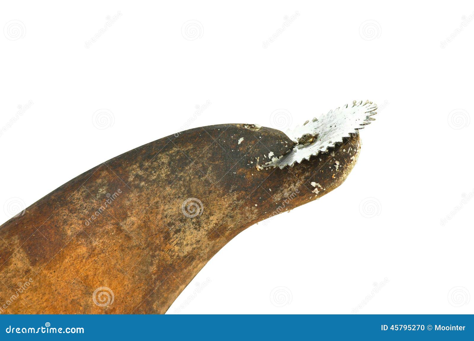 Rallador Tradicional Viejo Del Coco Foto de archivo - Imagen de ...